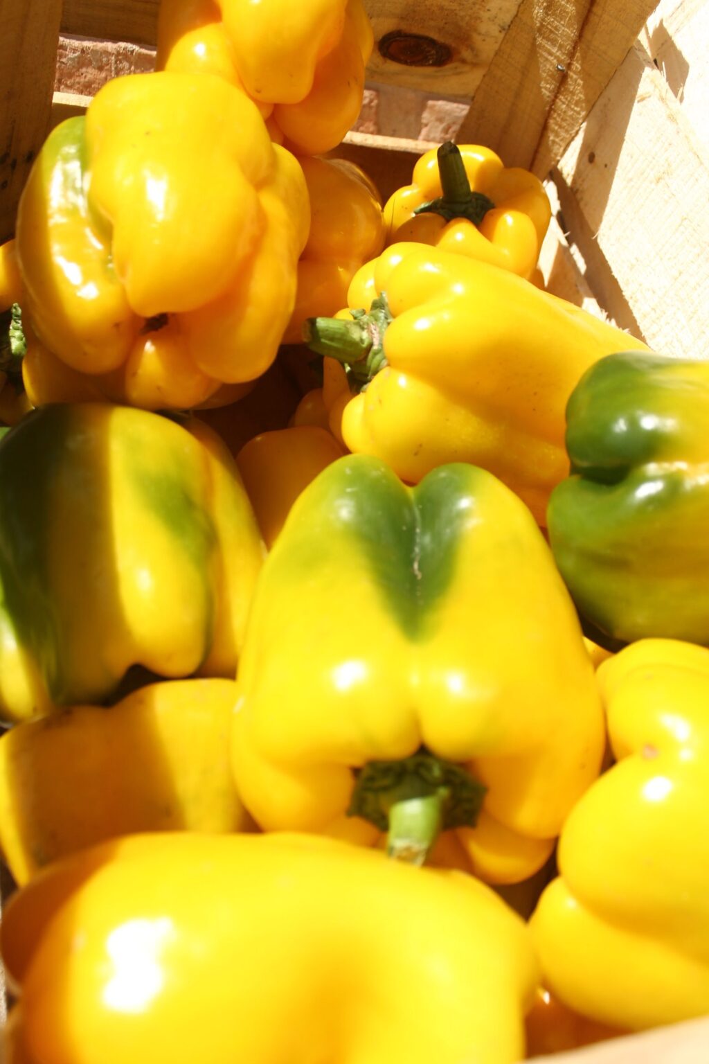 Morrón amarillo x kg – Amaranto